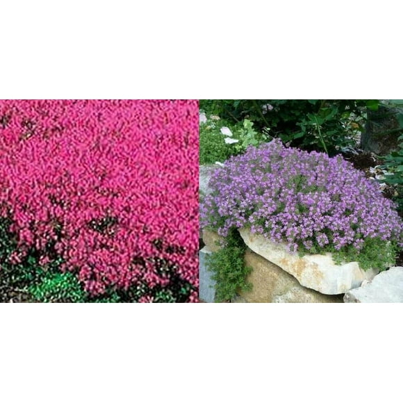 Red Creeping Thyme