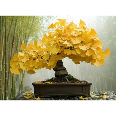 Chinese Date Bonsai Tree Seeds for Planting - 6 Seeds - Jujube, Chinese ...