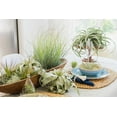 Air Plant Shop Small Air Plant Variety Pack- Wholesale and Bulk ...