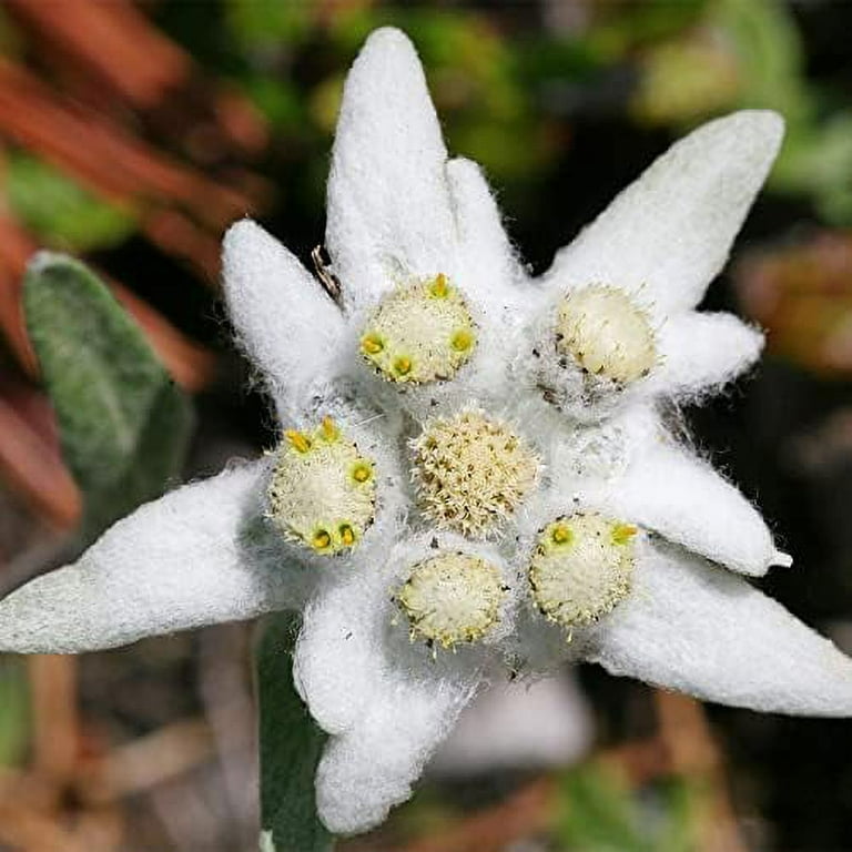 Edelweiss Flower Seeds | Best Flower Site