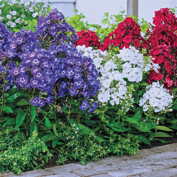 Spring Hill Nurseries Multi-colored Flowering 4th of July Tall Phlox ...