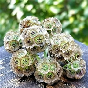 CZ Grain Ammi Dara Flower Seeds, Mixed Color Queen Anne's Lace, 100 ...