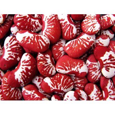 Seedville 100 Red Ripper Cowpea Plant Seeds, Red Pods & Red Peas ...