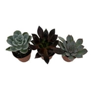 Alien Ice Plant - Delosperma lehmannii - 2.5" Pot - A Real Cool ...