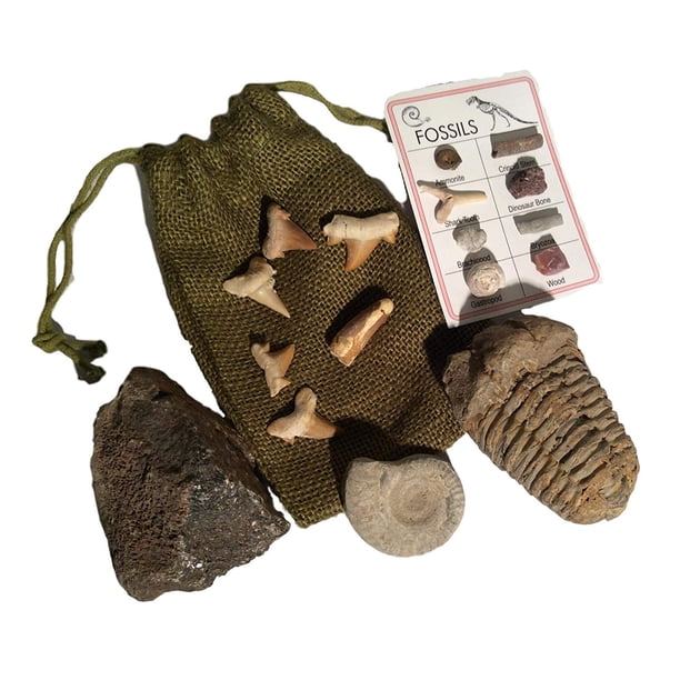 DINOSAURS ROCK Fossil Gift Collection - Genuine Dinosaur Bone ...