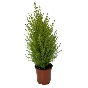 2-PK Live Dwarf Lemon Cypress, Cupressus macrocarpa ‘Goldcrest Wilma ...