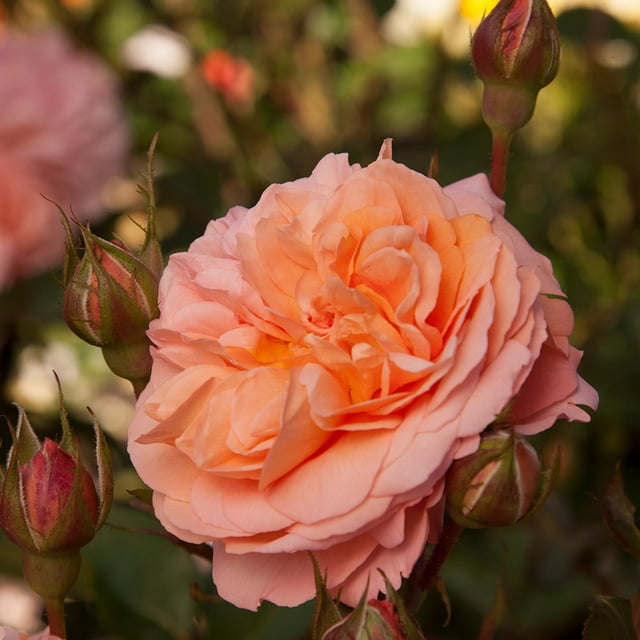 Heirloom Roses Copper Orange Rose Bush - Louise Clements™ Shrub , Live ...