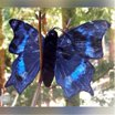 Sunny Toys NP8244 14 In. Butterfly - Butterfly Blue Morpho, Animal ...