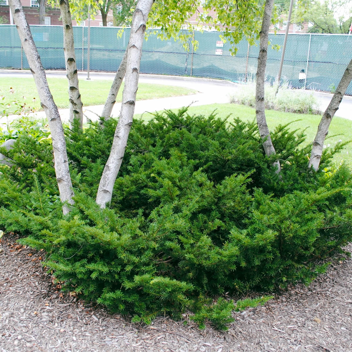 Tautoni Spreading Yew 2.25 Gallon Potted Evergreen Shrub (1-Pack ...
