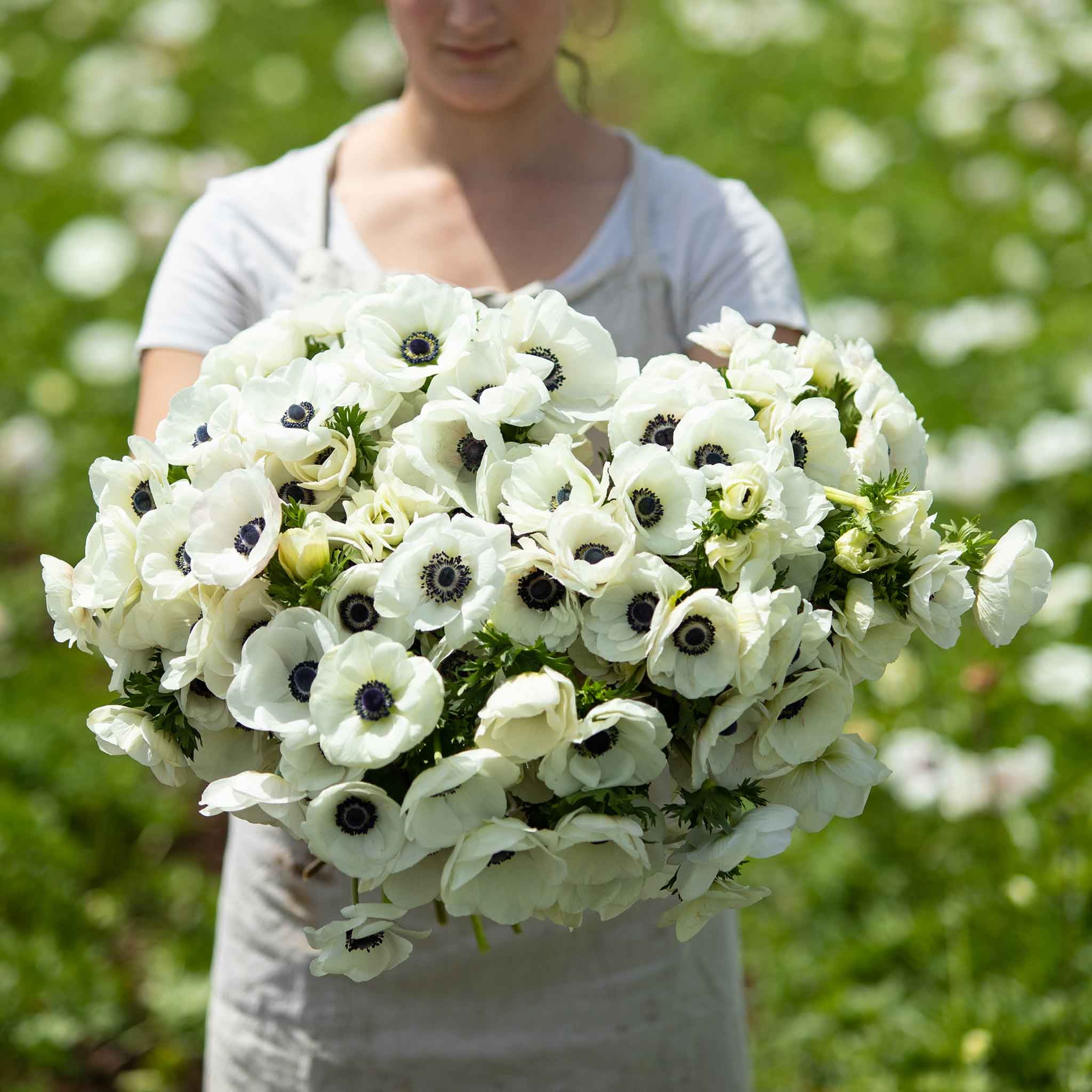 White Anemone Flowers