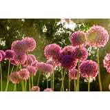 Allium Party Balloons - 6 Pack of Large, Easy to Grow Bulbs - Vibrant ...