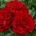 Dublin Bay® Rose by Heirloom Roses - Red Climbing Rose For Outdoor ...