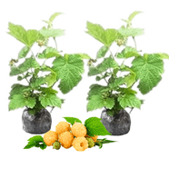6 barerot plant Joan J Thornless Everbearing Red Raspberry -Huge 2 Yr ...