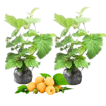 6 barerot plant Joan J Thornless Everbearing Red Raspberry -Huge 2 Yr ...