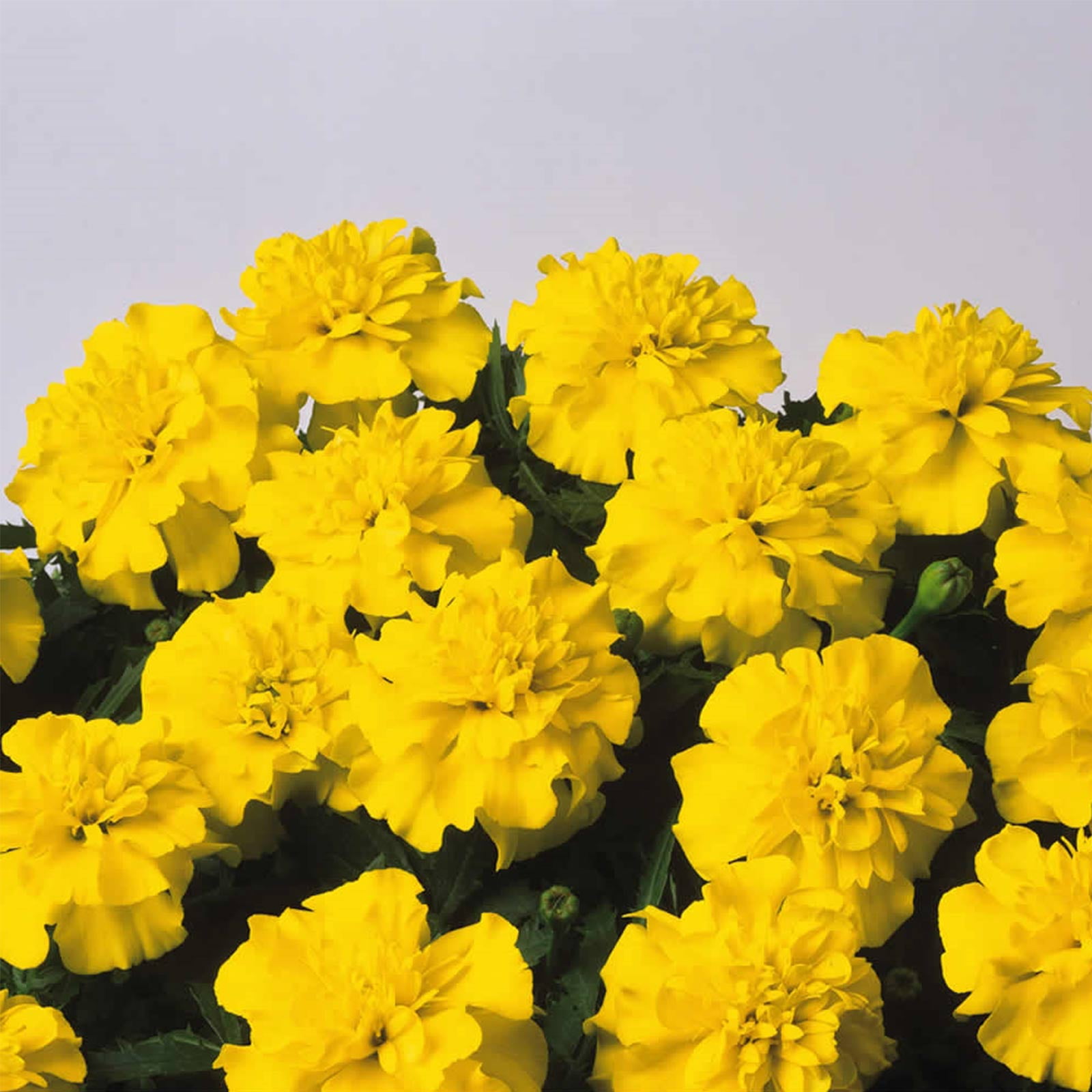 Yellow French Marigold