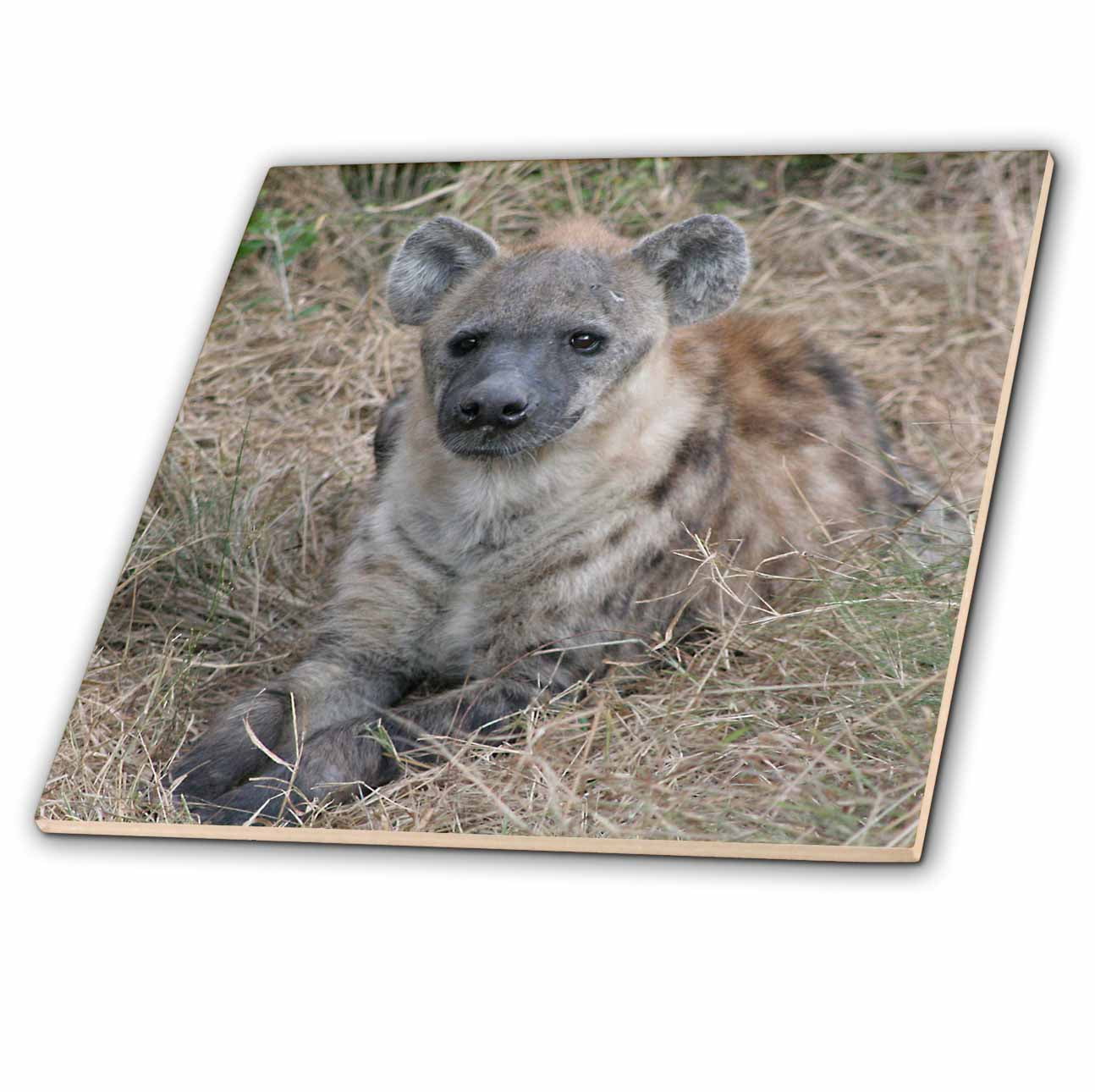 3dRose South African Hyena front view - Ceramic Tile, 6-inch - Walmart.com