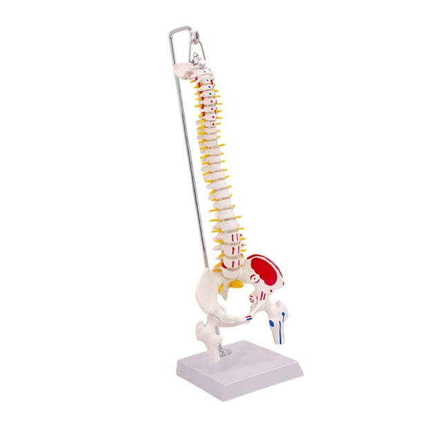 Esquirla Human Spine Model Vertebral Column Model for Teaching Learning ...