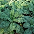 Kale Seeds to Plant | 100+ Seeds | Dwarf Blue Kale Seeds for Planting ...