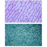 7inch LCD HD Complex Binocular Microscope 1600X Professional Biological ...