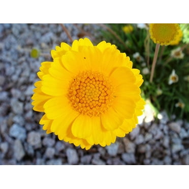 250 GOLDEN MARGUERITE DAISY Dyer's Yellow Chamomile Anthemis Tinctoria ...