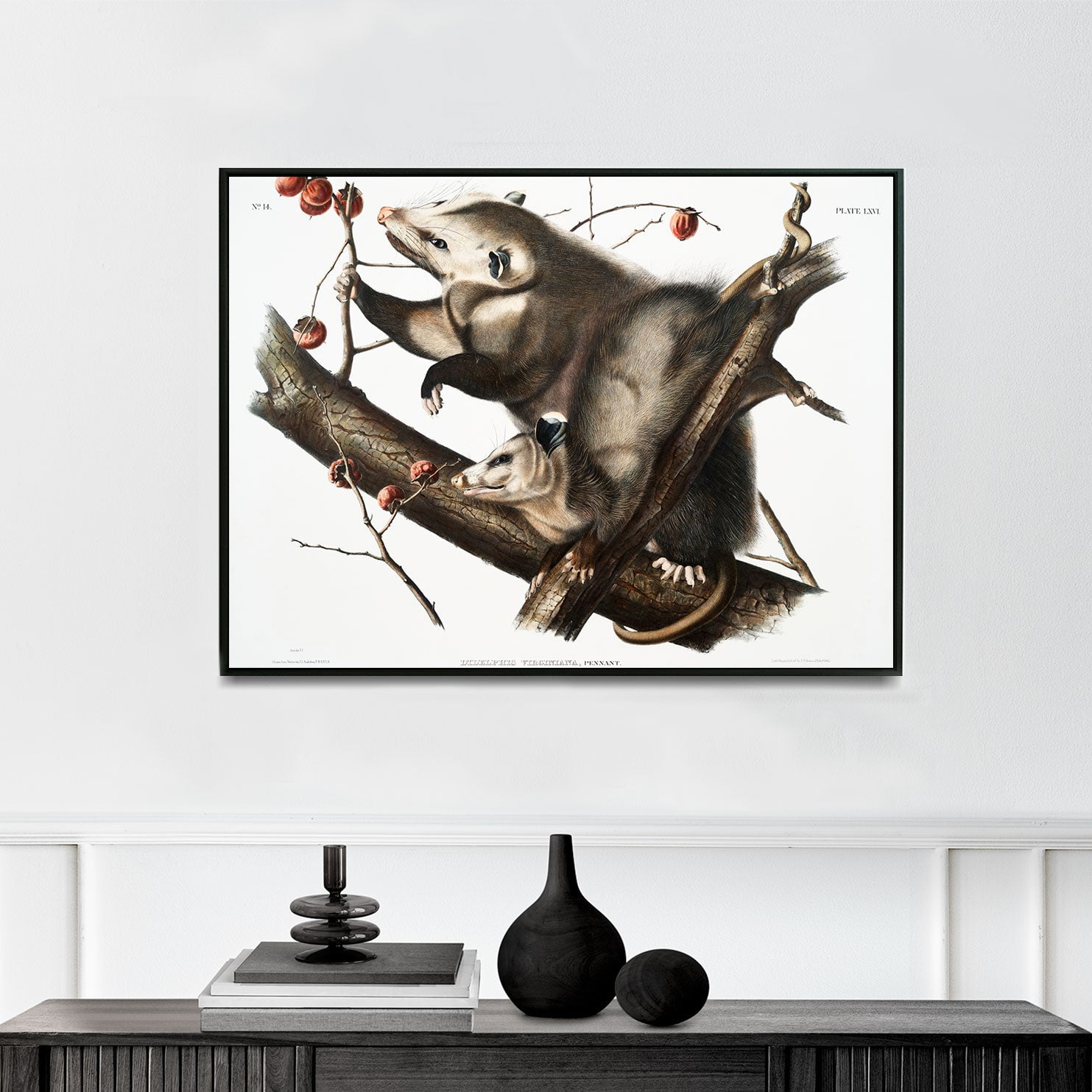Virginian Opossum - Didelphis Virginiana - 1845 | John James Audubon ...