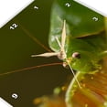 3drose, Katydid, Orthopteran, in Cloud Forest, Costa Rica, 13x13 Wall ...