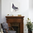 Homing Pigeon in Studio, Animals Unframed Photographic Print Wall Art ...