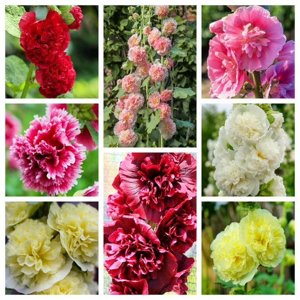 50 SUMMER CARNIVAL HOLLYHOCK Double Mixed Colors Red Pink White Yellow ...
