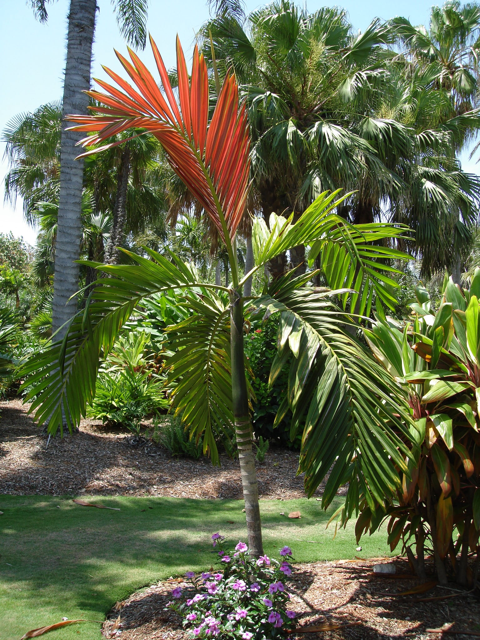 Flamethrower Palm