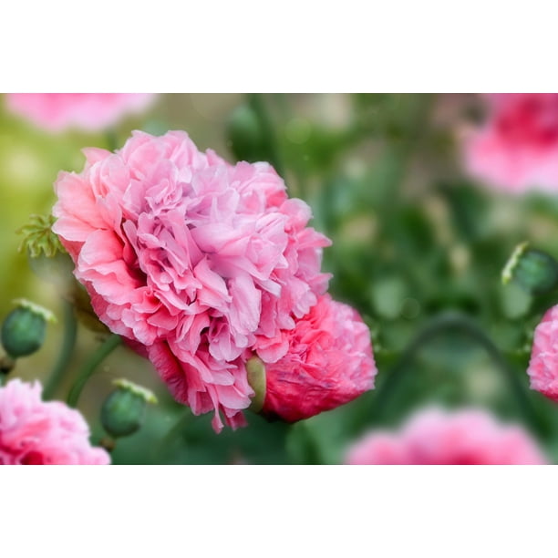 300 Organic ROSE PEONY POPPY Pink Papaver Peoniflorum Flower Seeds ...