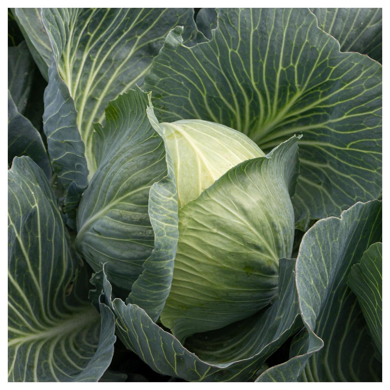 Everwilde Farms - 1 lb Early Round Dutch Cabbage Seeds - Gold Vault ...