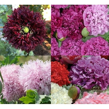 California Poppy, 100+ Seeds, Beautiful Bright Orange, Perfect Poppies ...