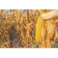 1050 Yellow Dent Corn Plant Seeds, Ideal for Farming, Planting, Feed ...