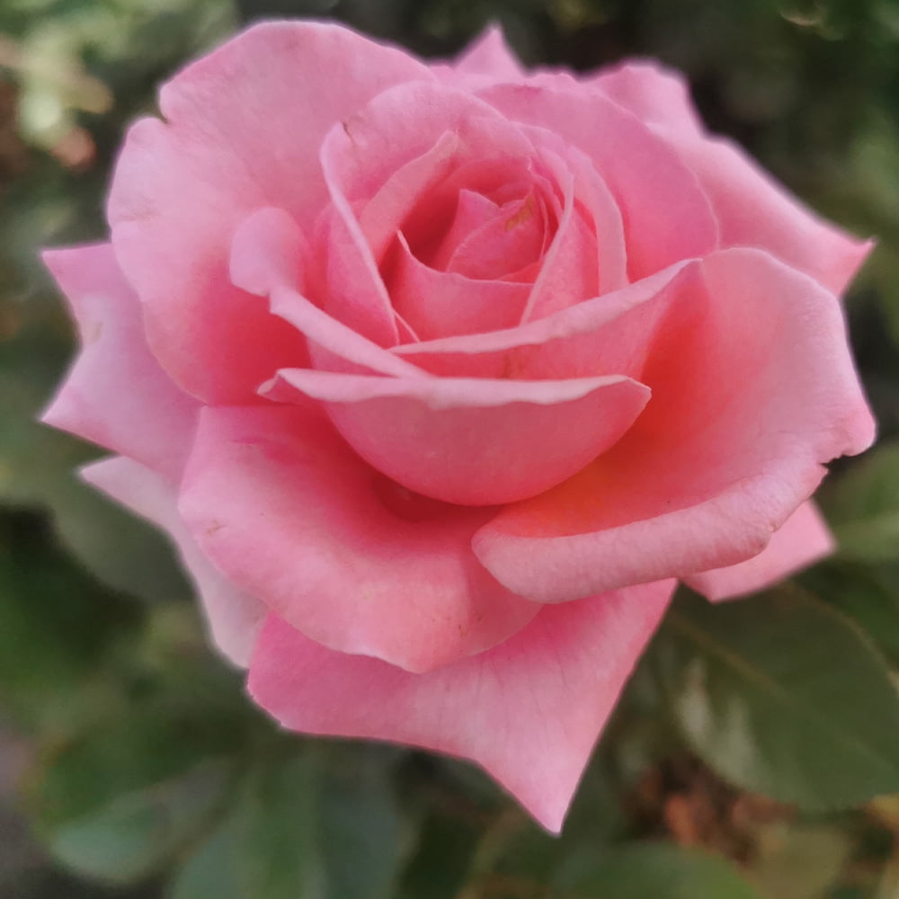 Heirloom Roses - Meant To Be™ Hybrid Tea Rose Plant - Walmart.com