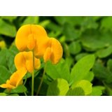 EcoTurf Perennial Peanut Grass 3 Large Gallon Size Plants Arachis ...