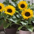 Country Creek Acres, Dwarf Sunspot Sunflower Seeds, 100+ Count, Non-GMO ...