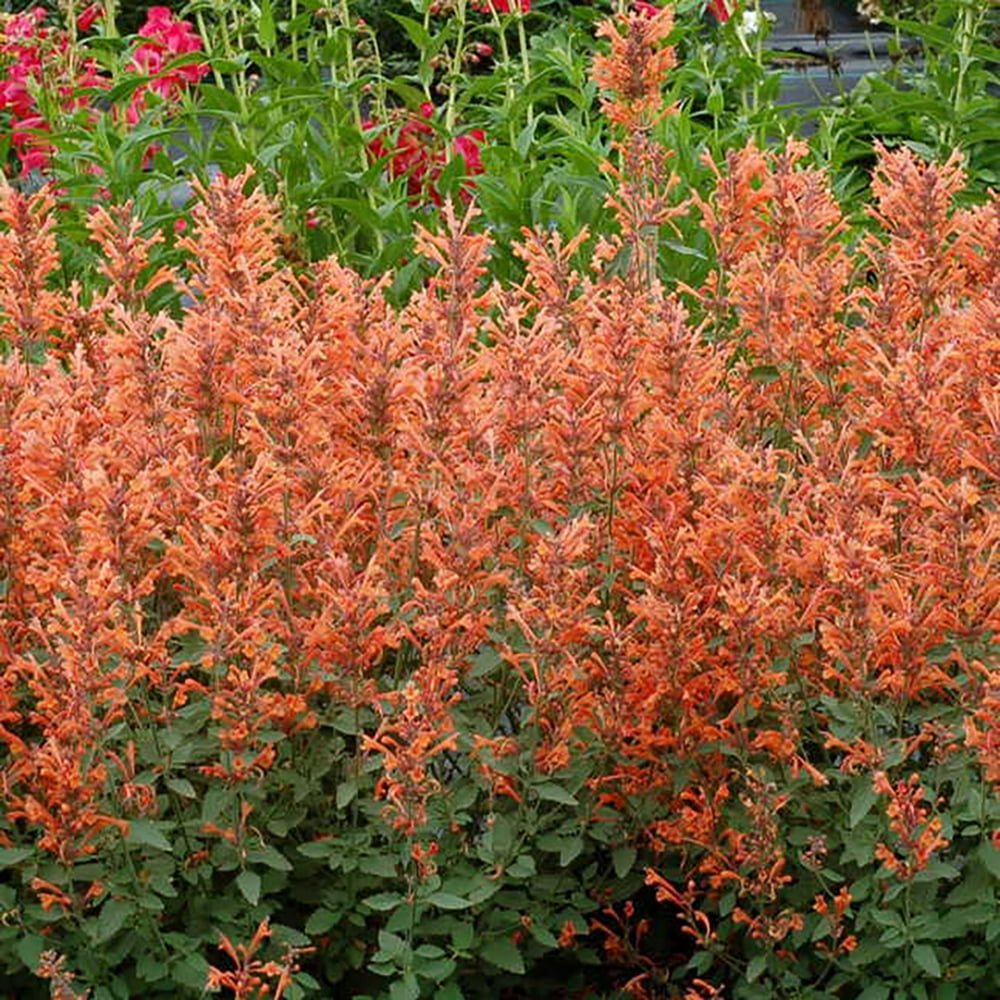 Mandarin Kudos Hummingbird Mint - Agastache - Anise Hyssop - Hardy ...