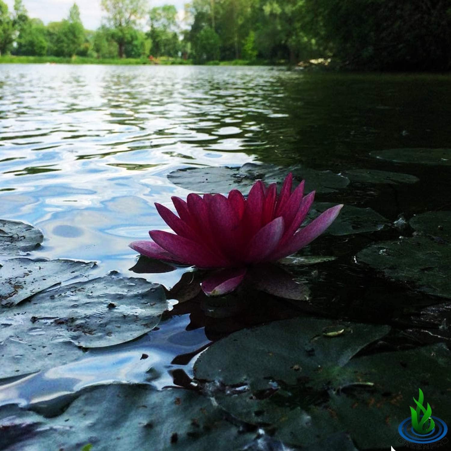 Buy Nymphaea Attraction Red Hardy Water Lily Tuber Rhizome Live Aquatic ...