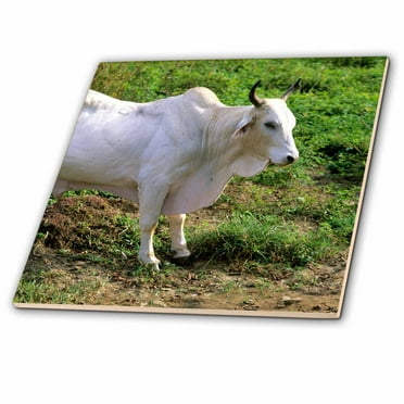 3dRose Black and White Cow Print - Ceramic Tile, 12-inch - Walmart.com