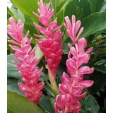 Pink Ginger Plant Roots 1 Count, Partial Shade - Walmart.com