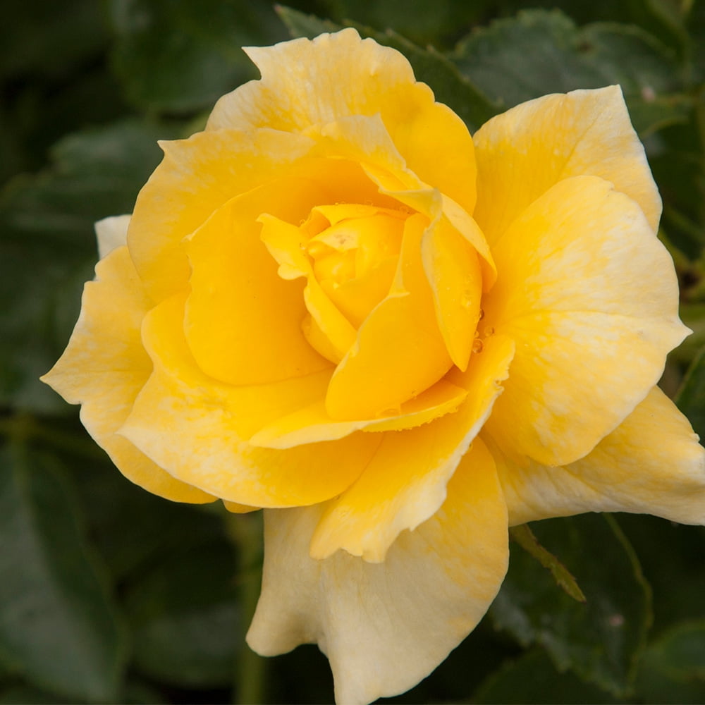 Heirloom Roses - Sun Flare Floribunda Rose Plant - Yellow Rose Bush ...