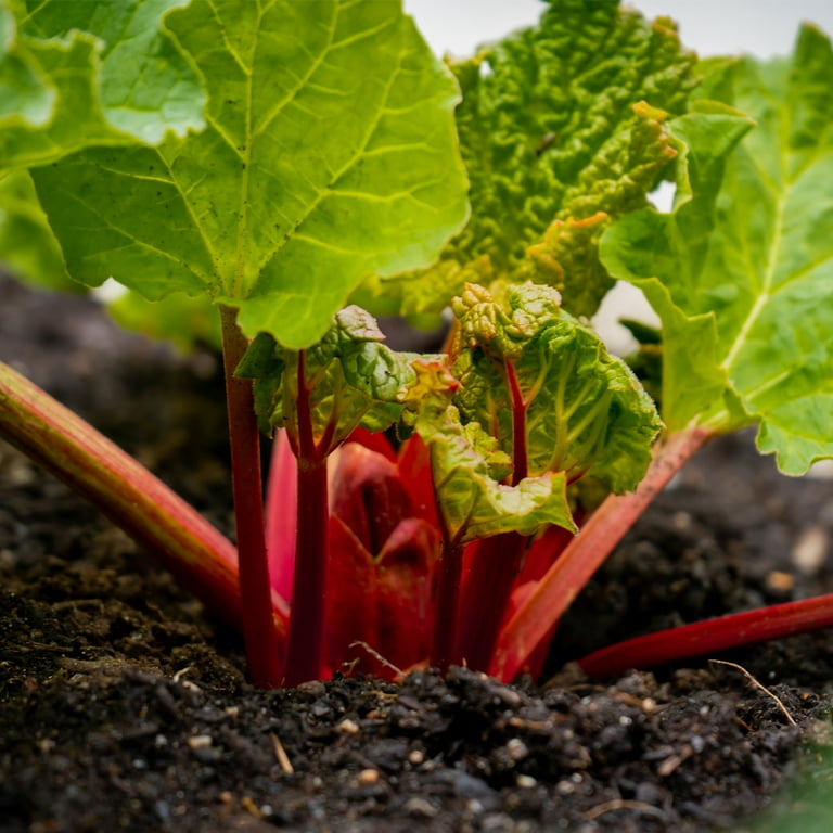 Rhubarb Plant Images