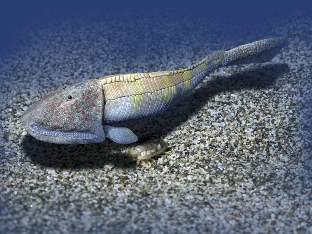 Hemicyclaspis is an ostracoderm from the Early Devonian of England ...