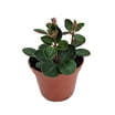 Taco Leaf Peperomia - Peperomia axilaris - Easy Succulent Houseplant ...