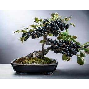Chinese Wisteria Bonsai Tree Seedling for Planting - 1 Year Old Well ...