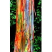 CZ Grain Rainbow Eucalyptus Tree Seeds, 50 Fresh Seeds, Stunning ...