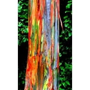 Rainbow Eucalyptus Tree Seeds - 50 Seeds - Stunning Colored Bark ...