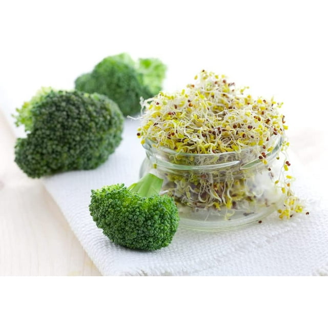 Broccoli Sprouts Seed (500 Seeds) Easy and Fast Growing, Very Healthy ...