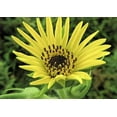 10 Yellow COMPASS PLANT Silphium Laciniatum Prairie Compassplant 4 ...