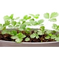 CZ Grain Wild Strawberry Seeds, 100+ Heirloom, Fragaria Vesca, Edible ...